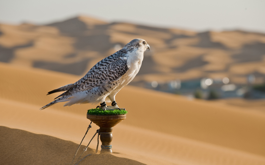 Emirati Falcon Tour - Central Holidays UAE